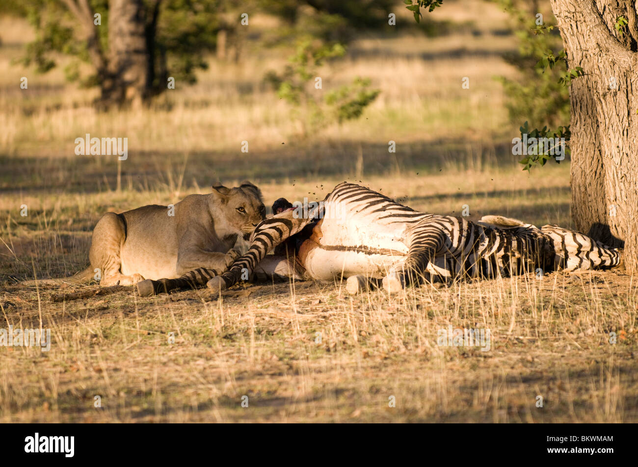 Zebra Kill High Resolution Stock Photography and Images - Alamy