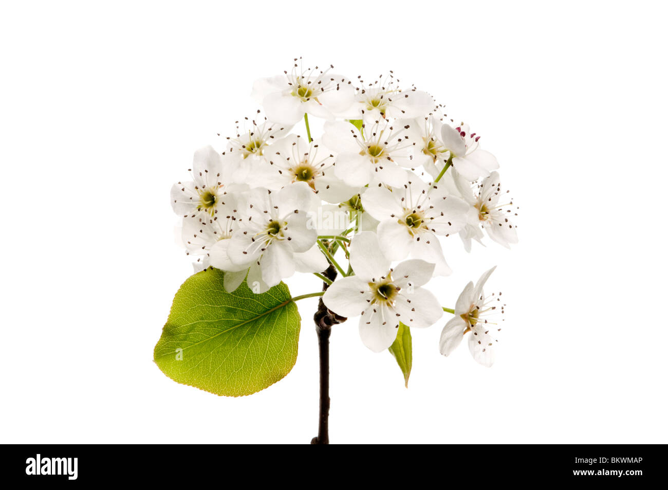 Fresh spring blossoms on Cut Out Stock Images & Pictures - Alamy