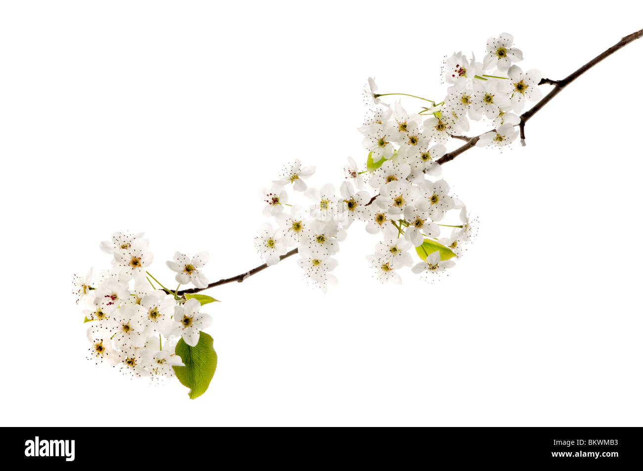 Spring flowers cut out hi-res stock photography and images - Alamy