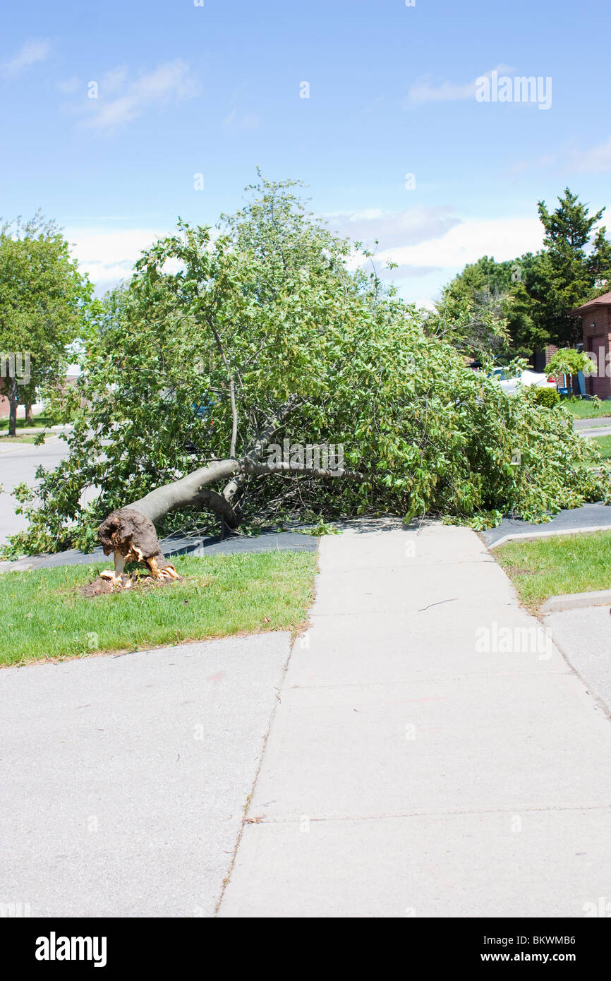 sidewalk walkway street block tree down damage green fall blue sky ...