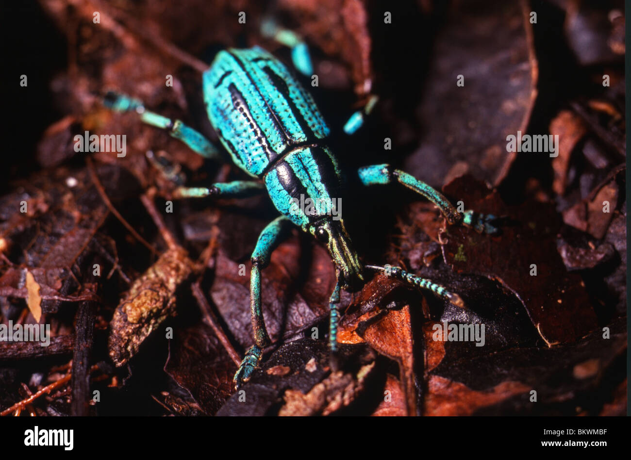 Blue weevil, Lakekamu, Papua New Guinea Stock Photo - Alamy