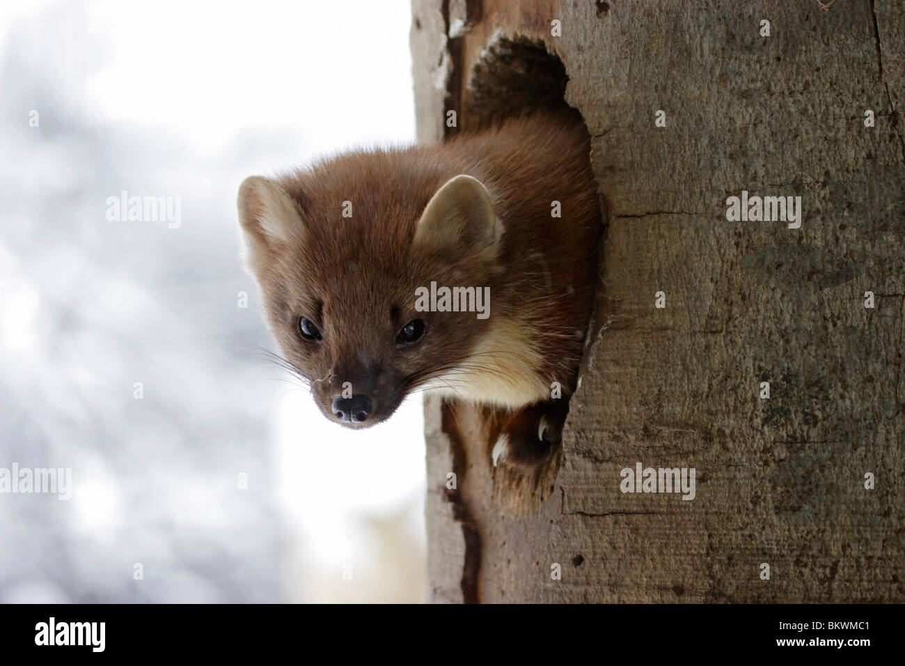 Tree marten head hi-res stock photography and images - Alamy