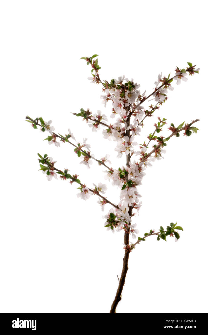 One single spring flowering Cut Out Stock Images & Pictures - Alamy