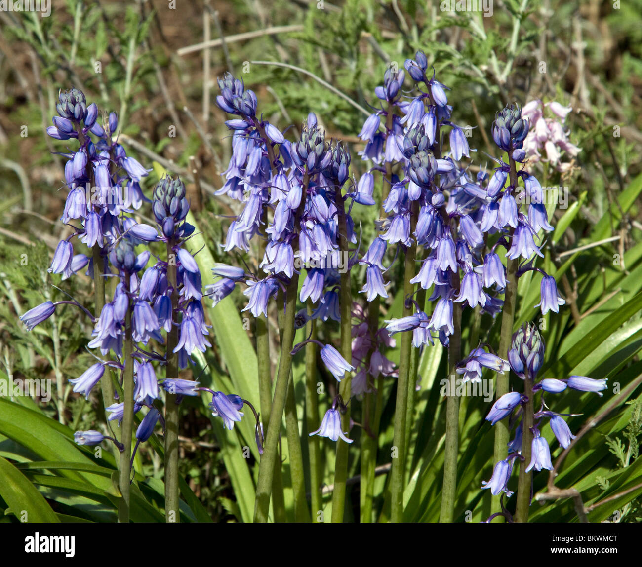 Spanish Bluebell Squill Liliaceae Endymion hispanicus. Dainty flowers ...