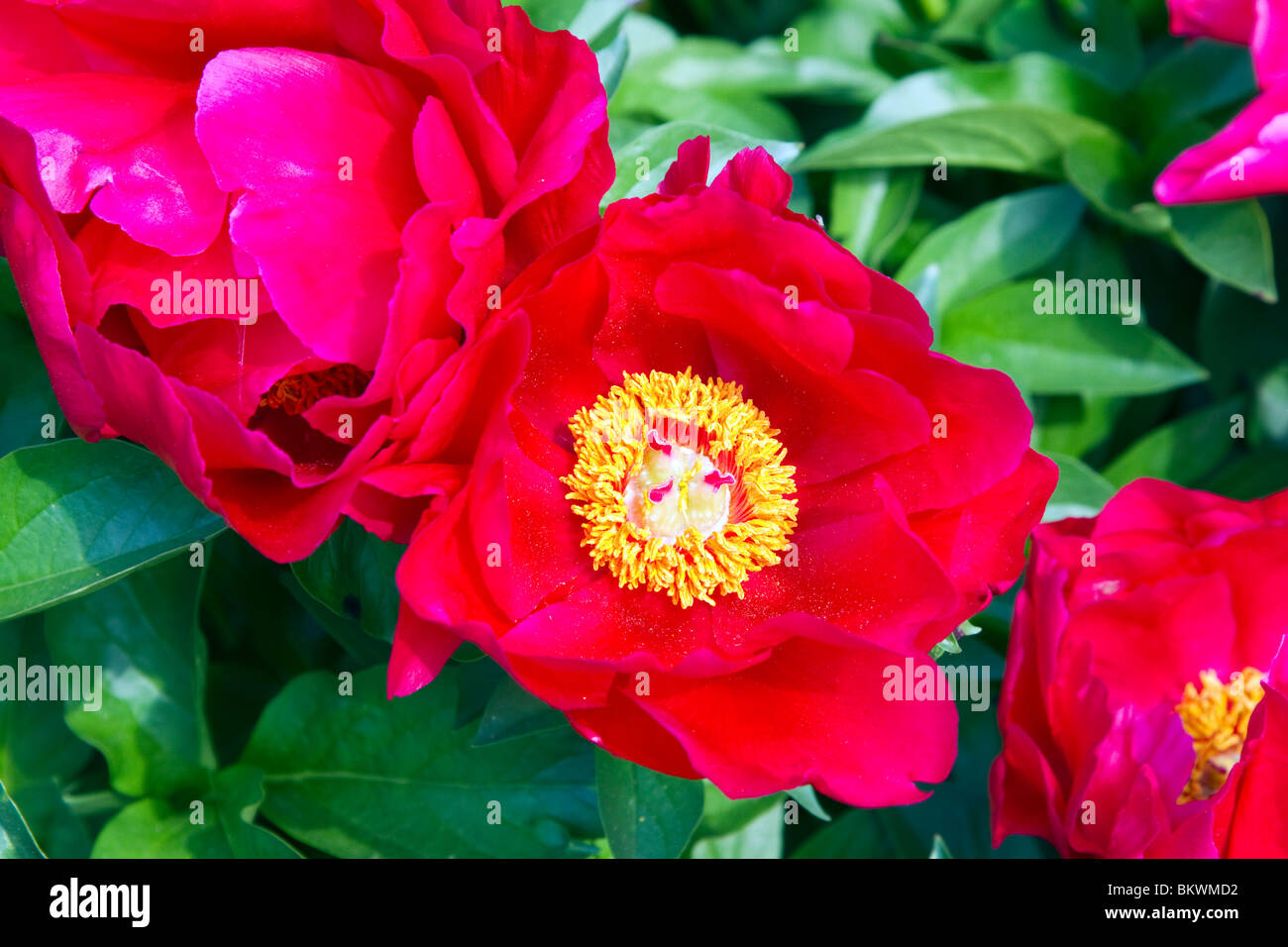 Red paeonia hi-res stock photography and images - Alamy
