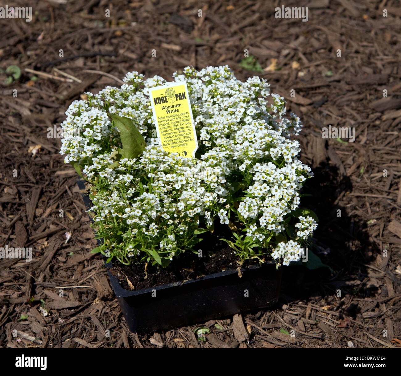 White Alyssum in a plastic container ready for planting. Sweet honey ...