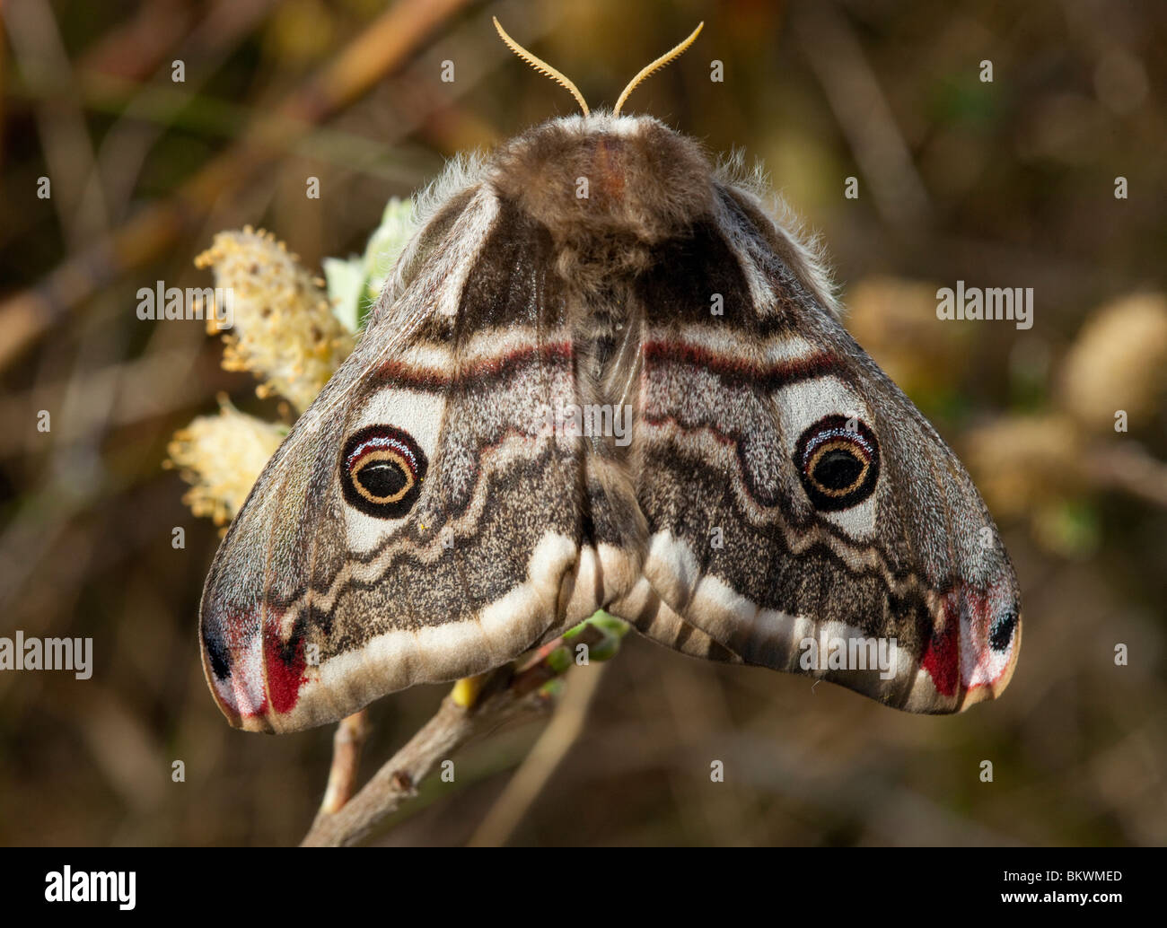 Emperor moth hi-res stock photography and images - Alamy
