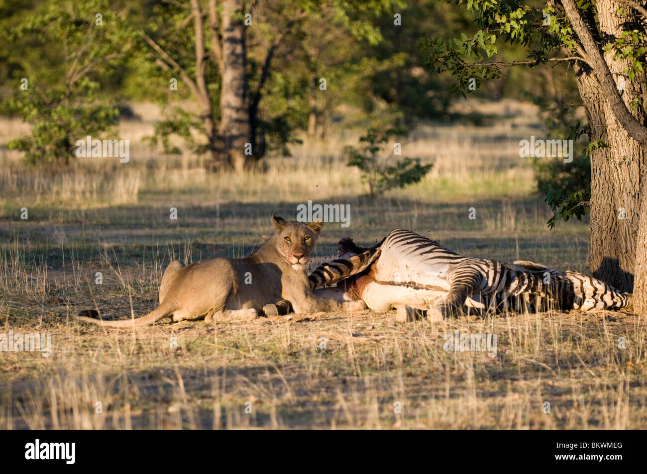 Zebra Kill High Resolution Stock Photography and Images - Alamy