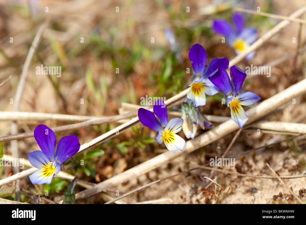 Botany botanical ecosystem hi-res stock photography and images - Alamy