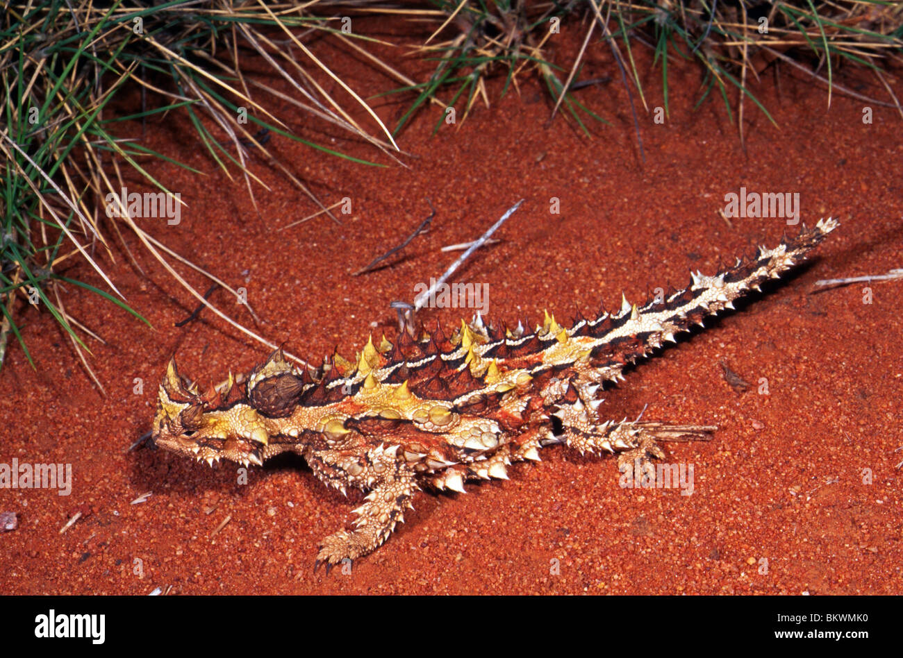 Thorny devil (Moloch horridus), Western Australia Stock Photo - Alamy