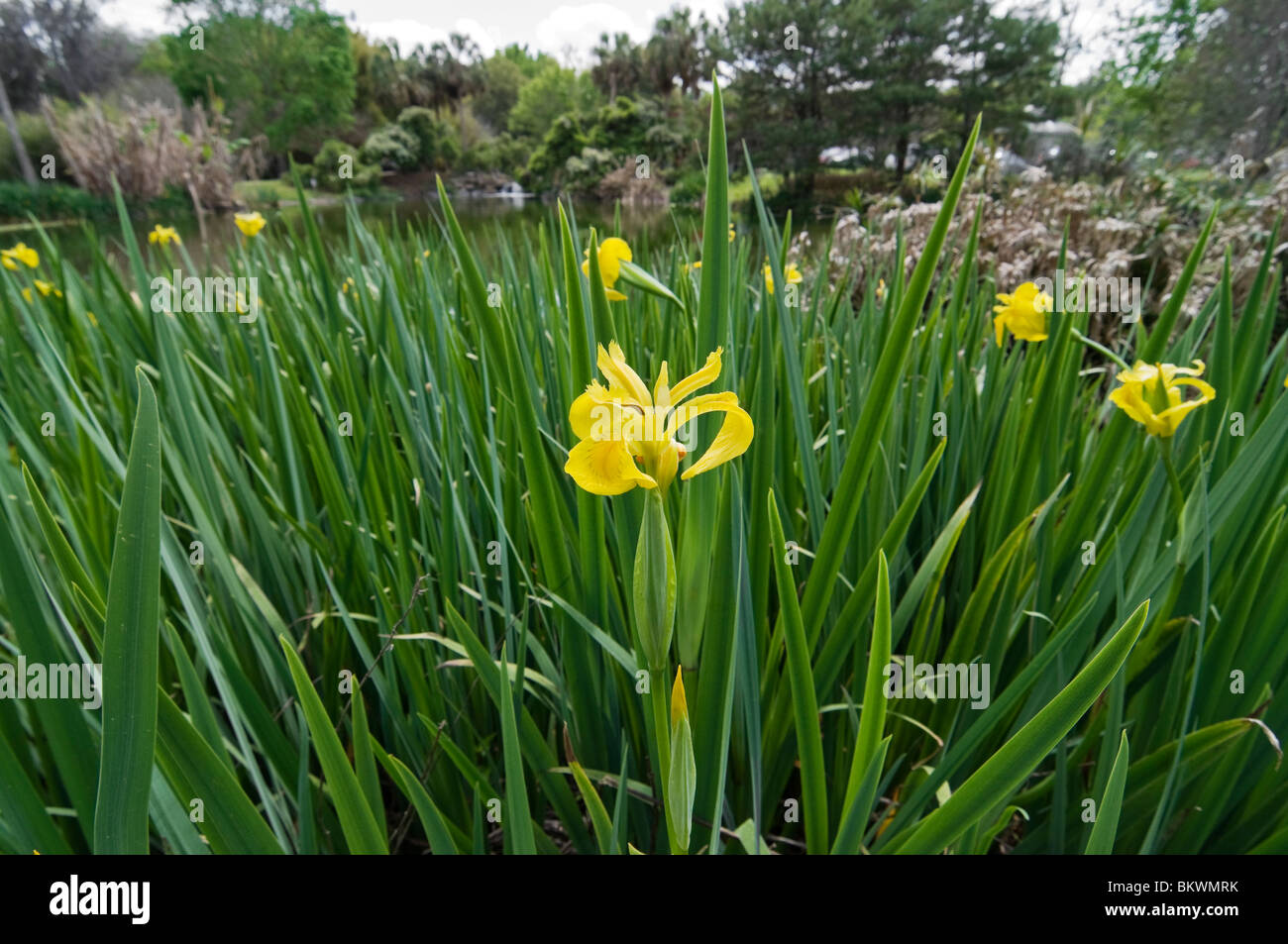 Kanapaha Gardens Spring Festival Gainesville Florida yellow iris ...