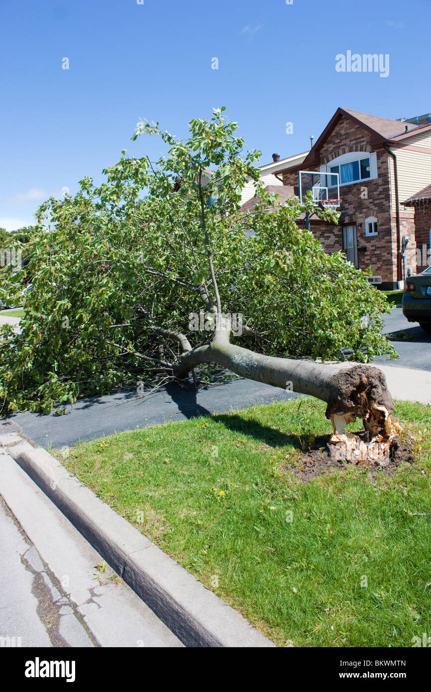 sidewalk walkway street block tree down damage green fall blue sky ...