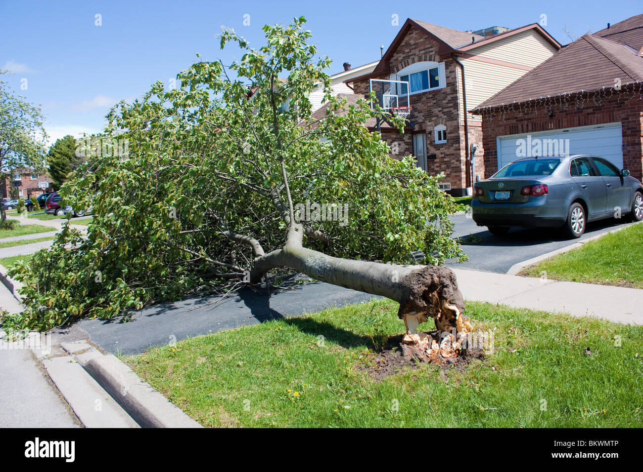 sidewalk walkway street block tree down damage green fall blue sky ...