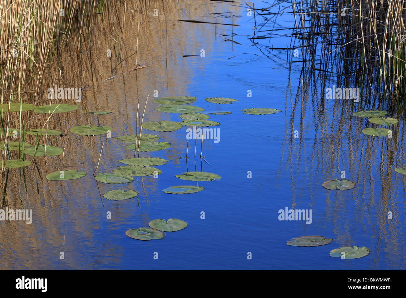 reeds and their reflections in water reflecting a blue sky Stock Photo ...