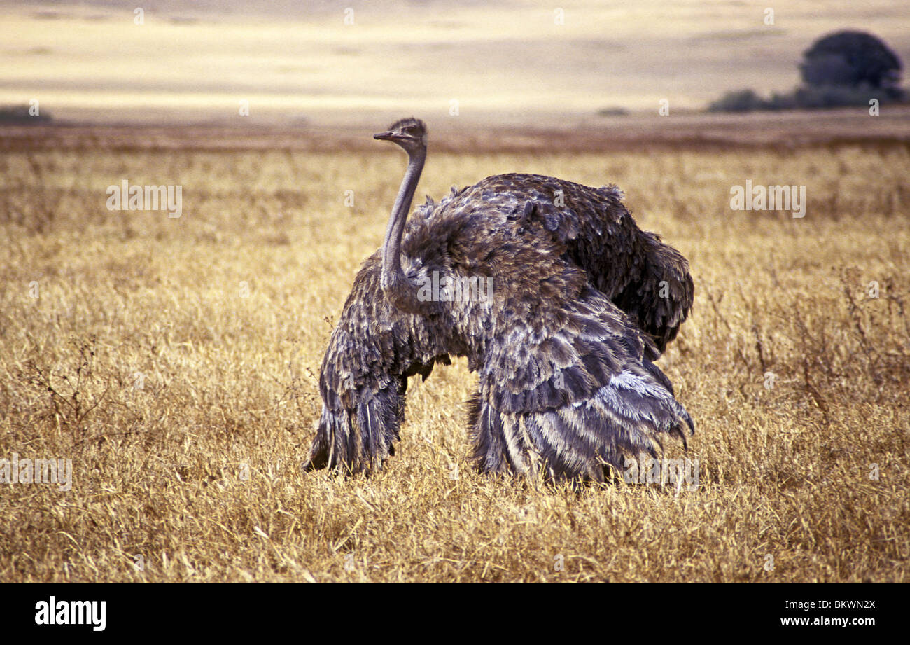 Female Common or Masai Ostrich with wings extended in courtship display ...