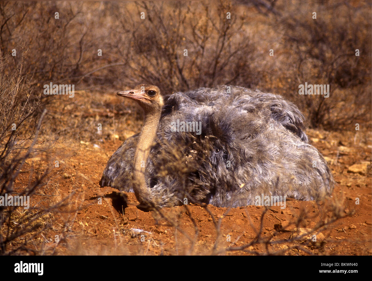 Ostrich nest female hi-res stock photography and images - Alamy