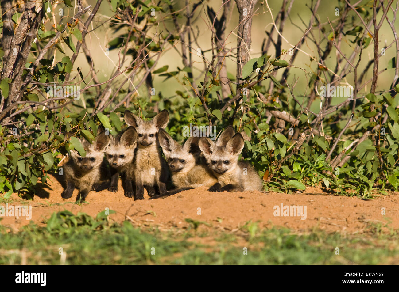 Family of inquisitive bat-eared fox cubs coming out of their den at ...