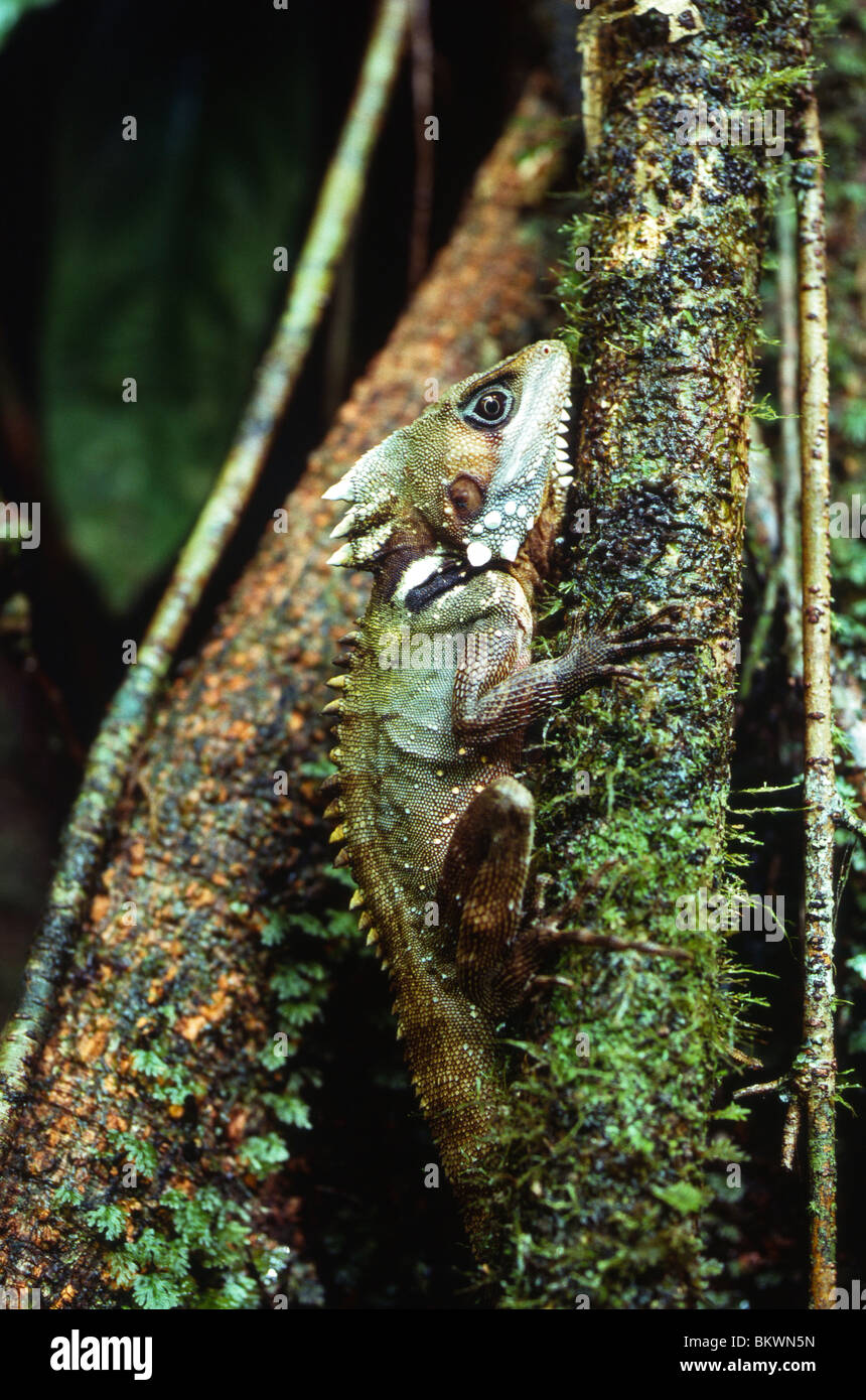 Boyd's forest dragon (Hypsilurus boydii), Mossman Gorge, North ...