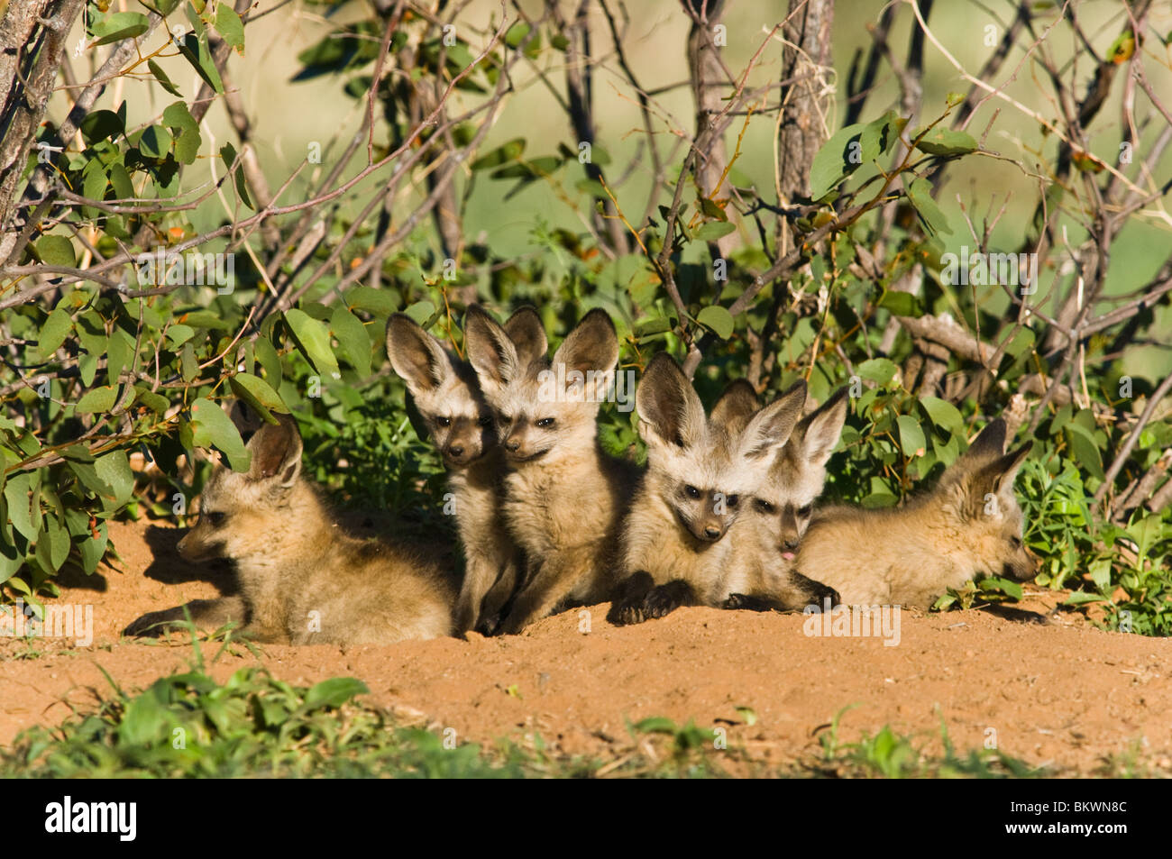 Bat eared fox cubs hi-res stock photography and images - Alamy
