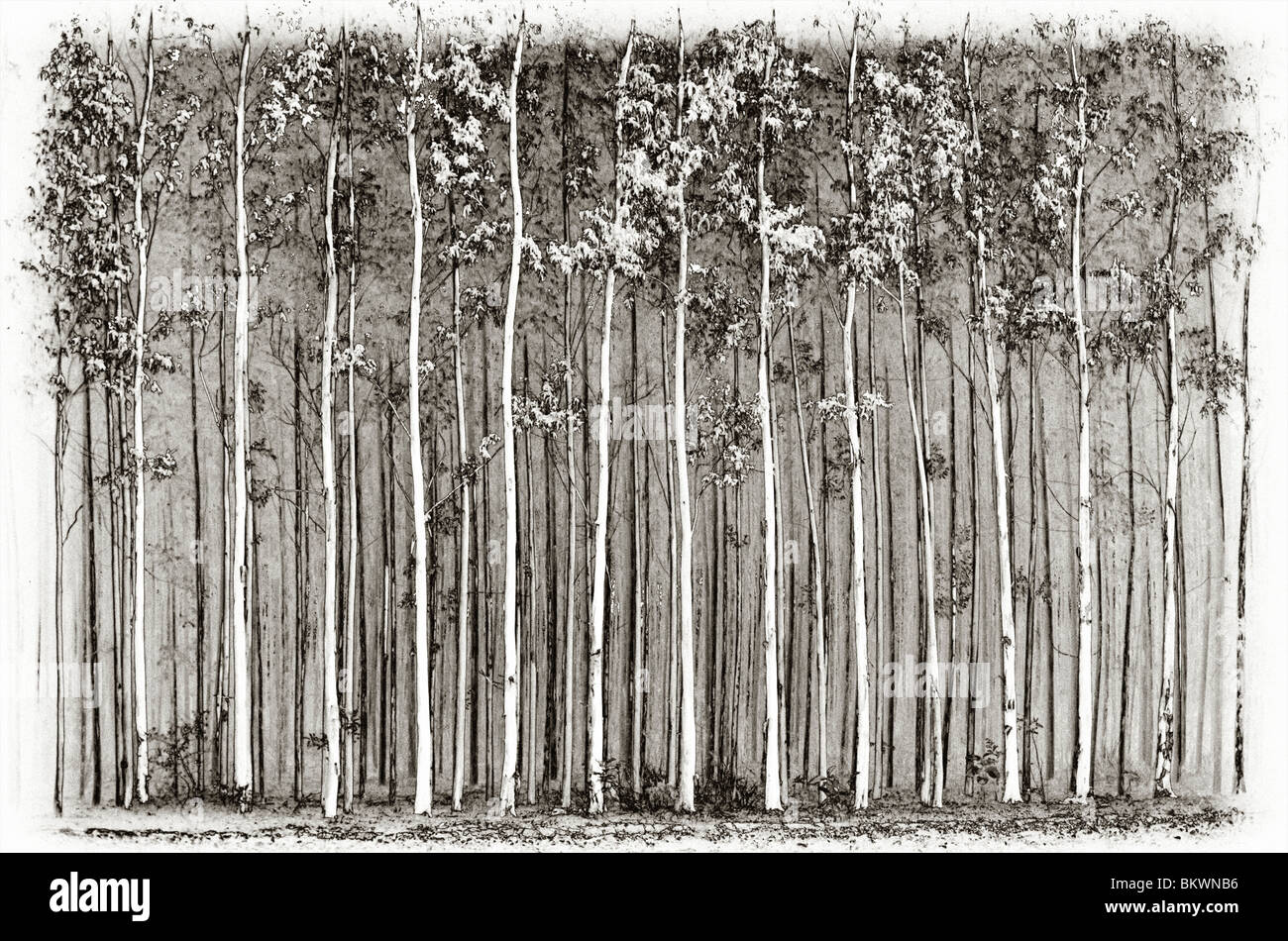 Stands of Eucalyptus trees being grown for paper pulp in Thailand Stock ...