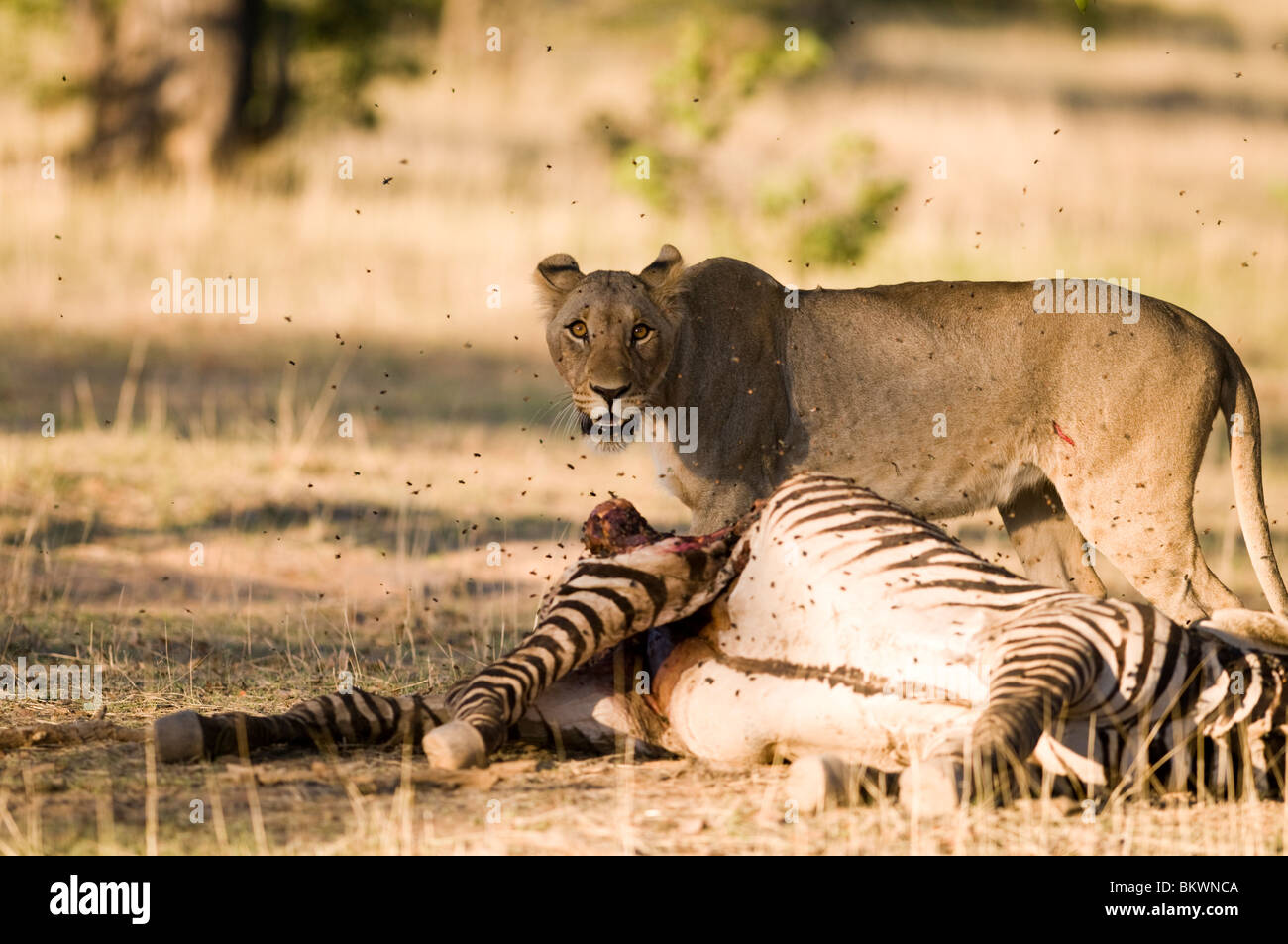 Zebra Kill High Resolution Stock Photography and Images - Alamy