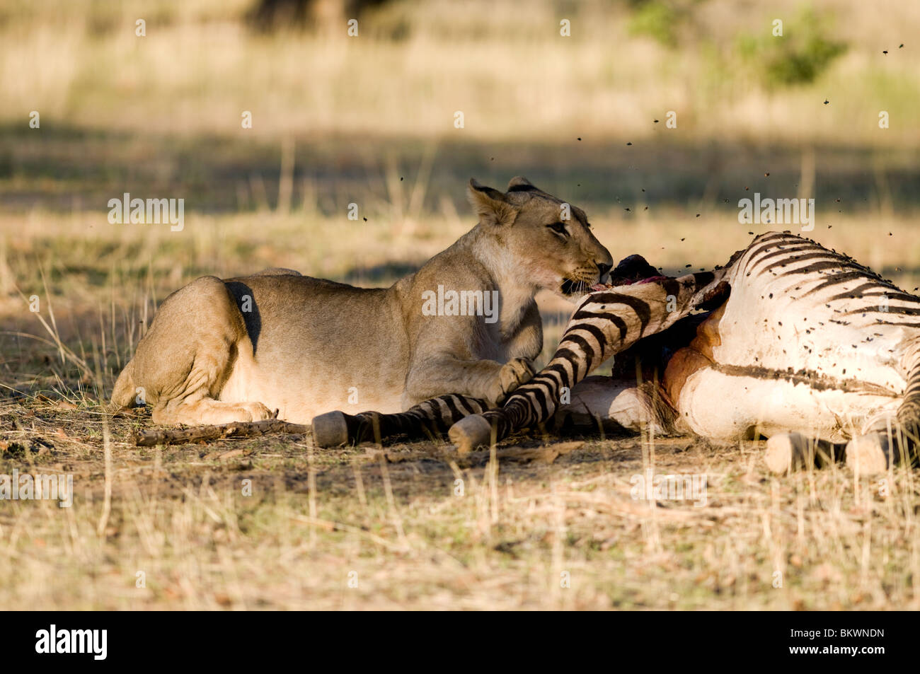 Zebra Kill High Resolution Stock Photography and Images - Alamy