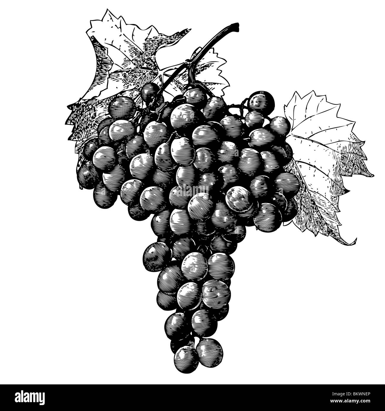 Grape vine hand drawn Black and White Stock Photos & Images - Alamy