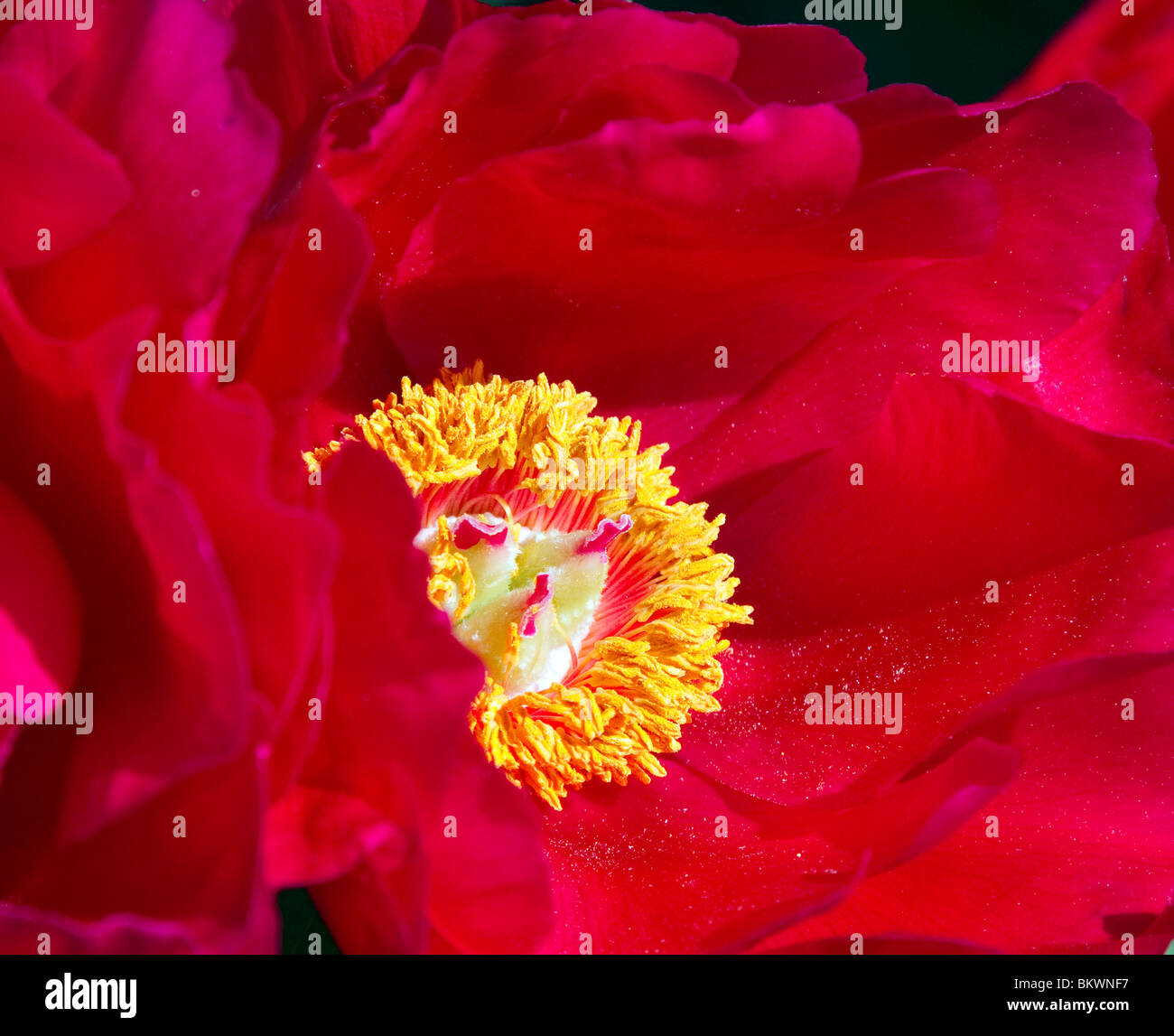 Peony paeonia Red Blaze paeoniaceae shot in closeup Stock Photo - Alamy