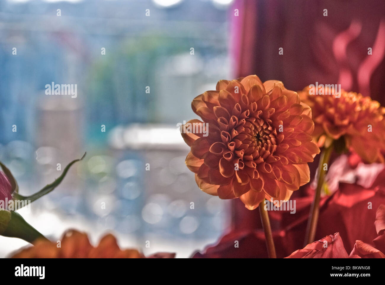 Flower in Studio with curtain with Williamsburg Brooklyn in the ...