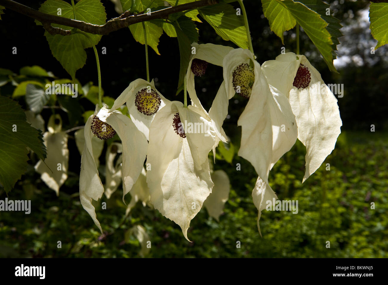 The handkerchief tree ( Davidia involucrata var. Vilmoriniana ) whose ...