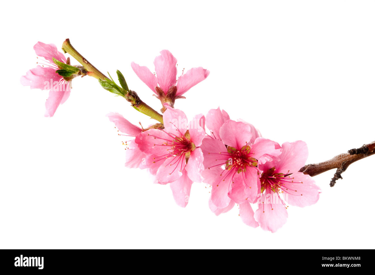 Spring flowering shrub Cut Out Stock Images & Pictures - Alamy