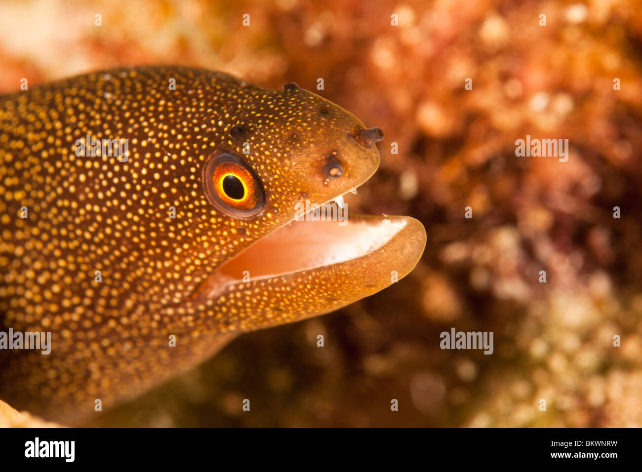 Golden eel hi-res stock photography and images - Alamy