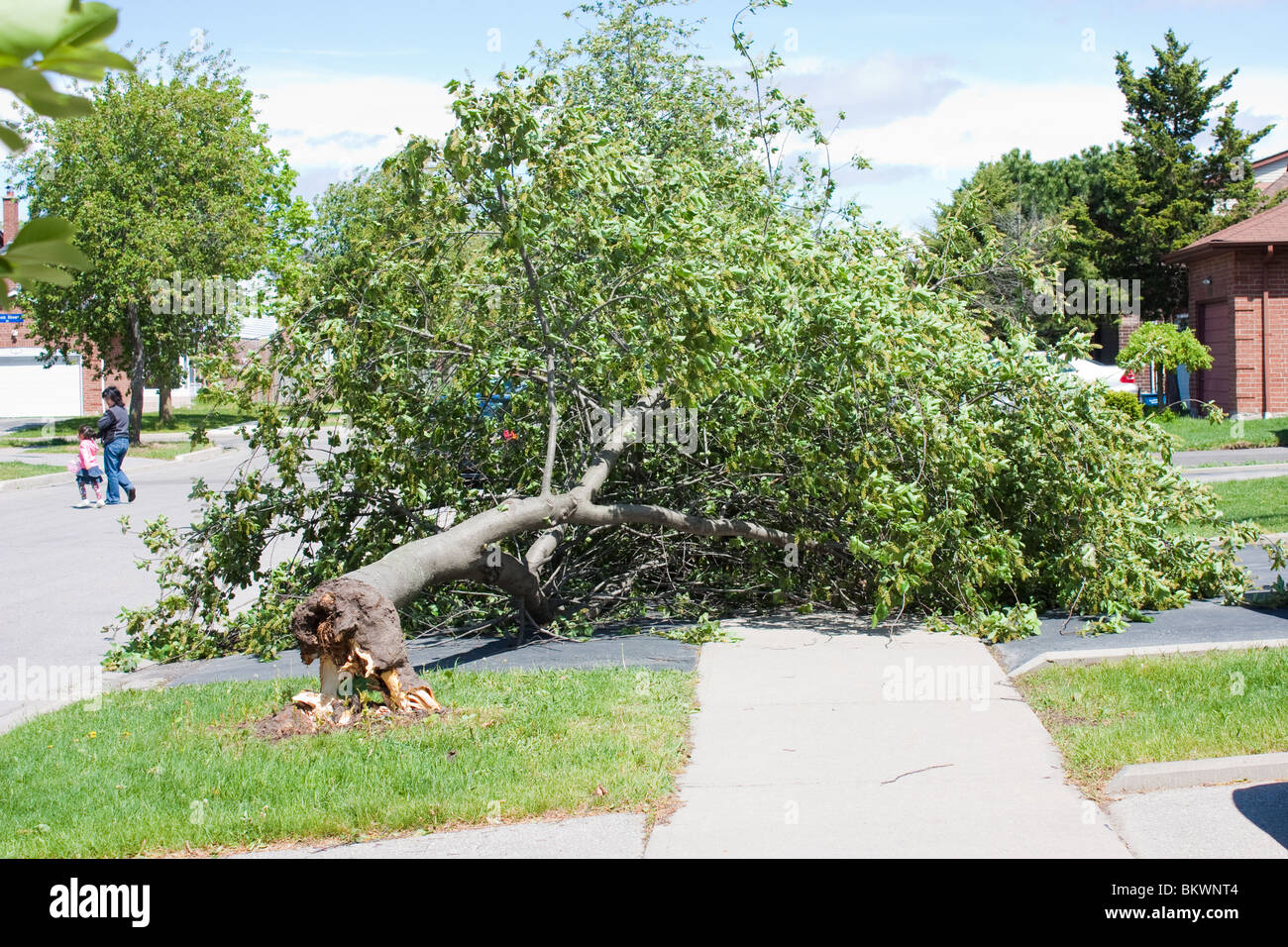 sidewalk walkway street block tree down damage green fall blue sky ...
