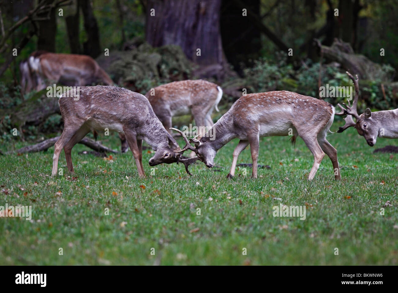 Hirsch damhirsch hi-res stock photography and images - Alamy