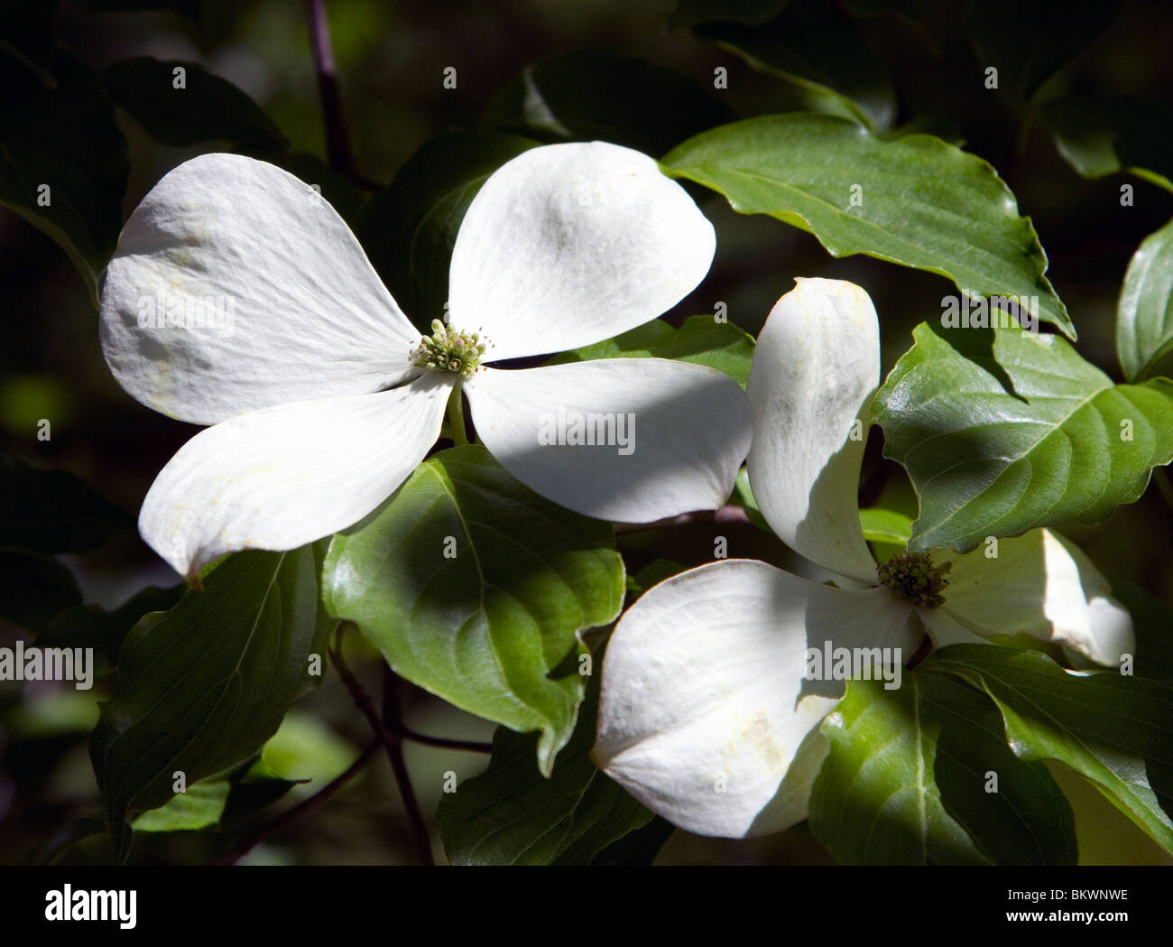 A Cornus x Constellation Dogwood Cornaceae Stock Photo - Alamy