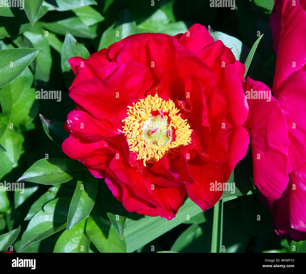 Peony paeonia Red Blaze paeoniaceae shot in closeup Stock Photo - Alamy