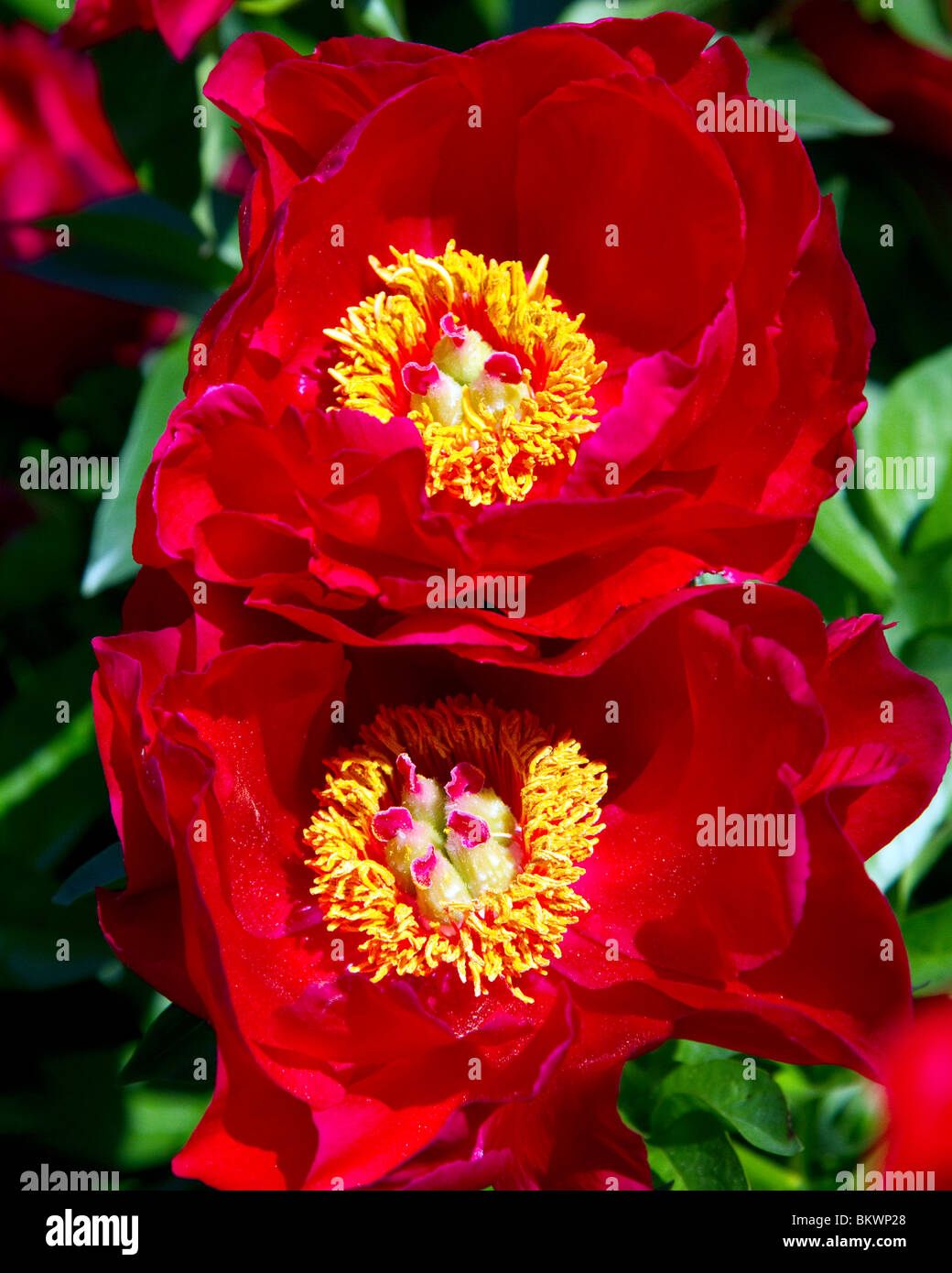 Large red peony hi-res stock photography and images - Alamy
