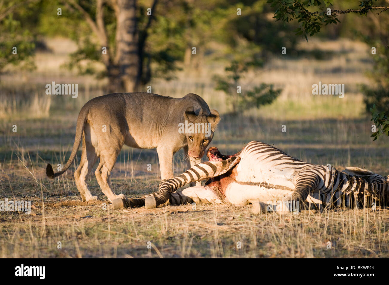 Zebra Kill High Resolution Stock Photography and Images - Alamy