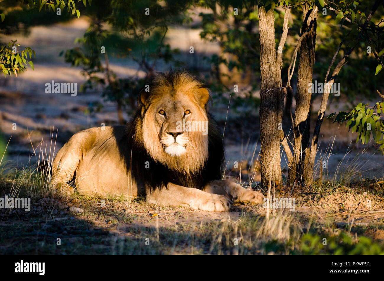 Black maned lion hi-res stock photography and images - Alamy