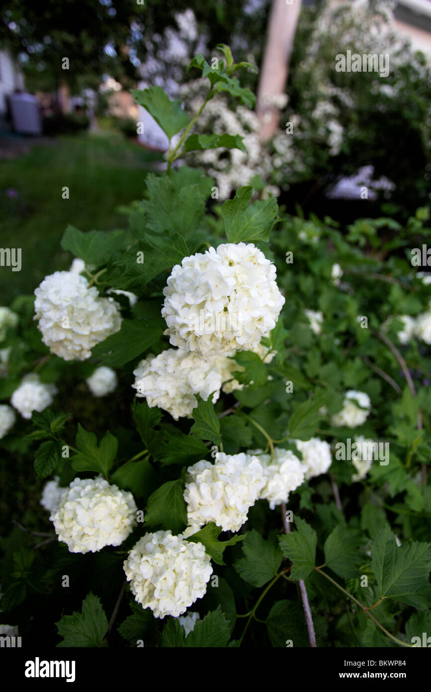 Pom pom hydrangea hi-res stock photography and images - Alamy