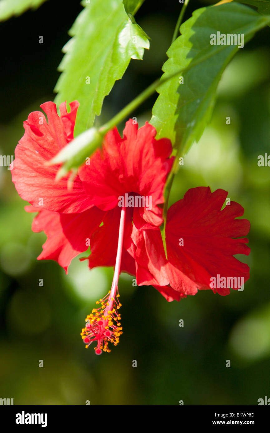 A hibiscus flower on the island of Isla Mujeres near Cancun, Mexico ...