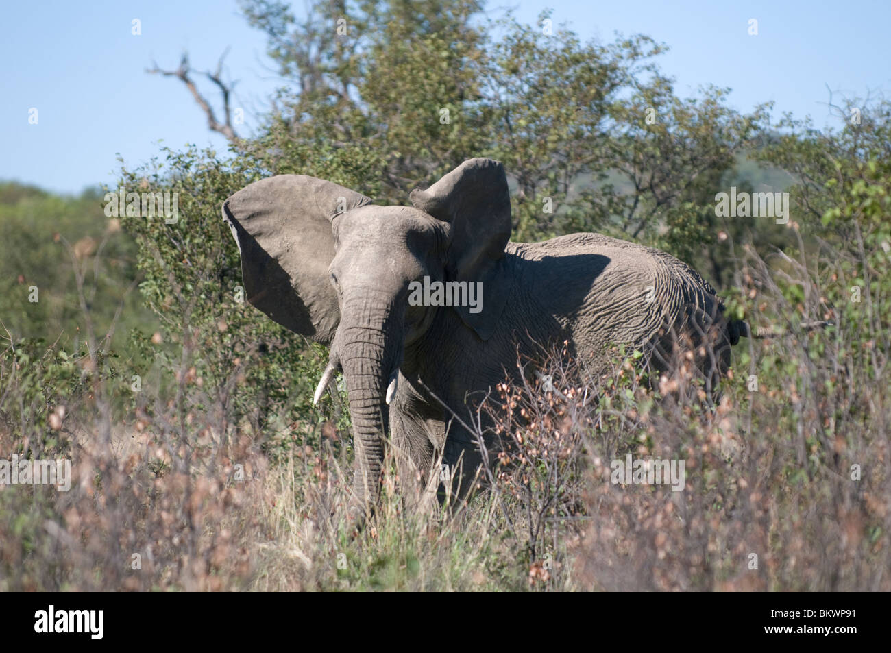 Mopani woodland hi-res stock photography and images - Alamy
