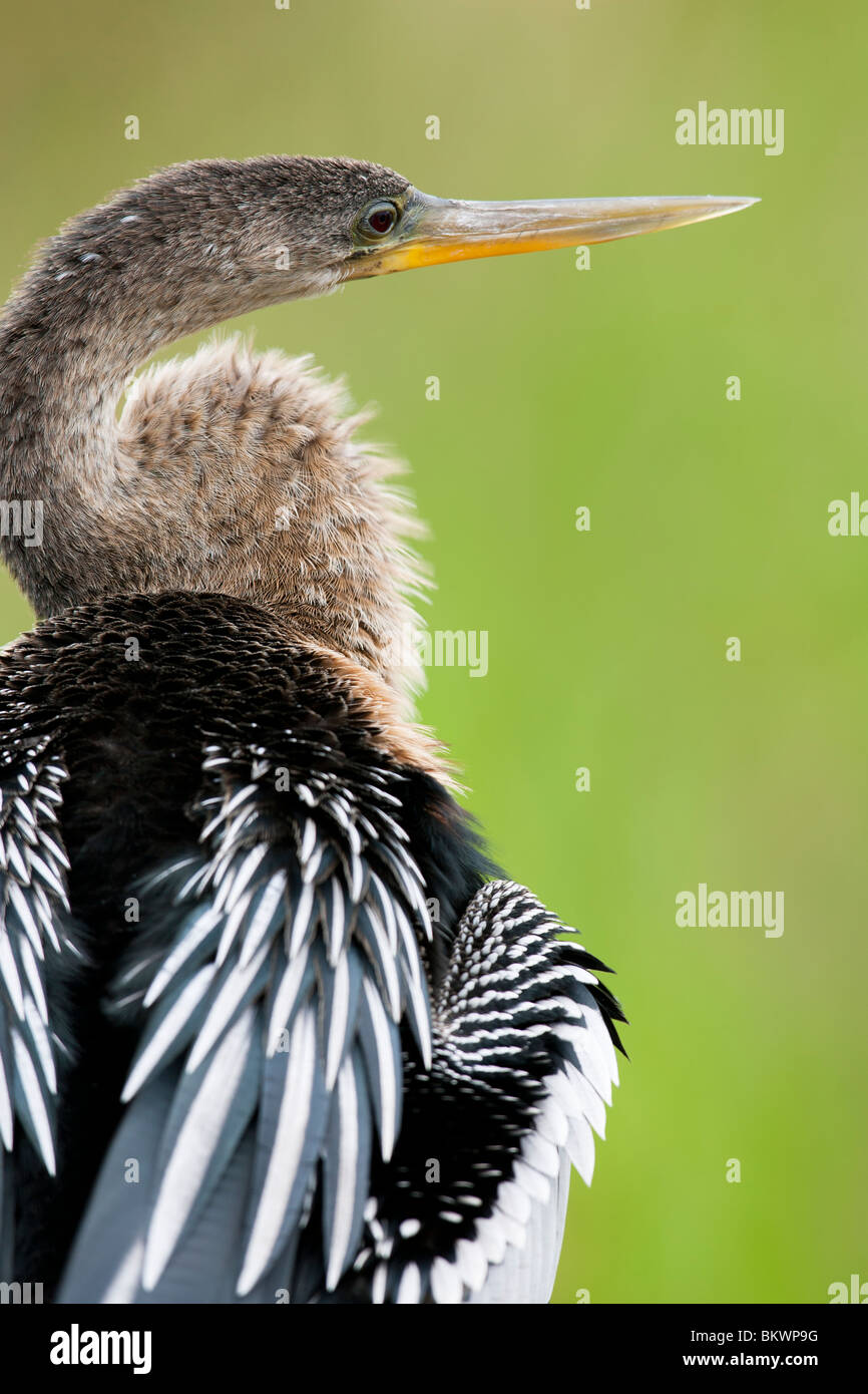 Anhinga (Anhinga anhinga leucogaster), female Stock Photo - Alamy