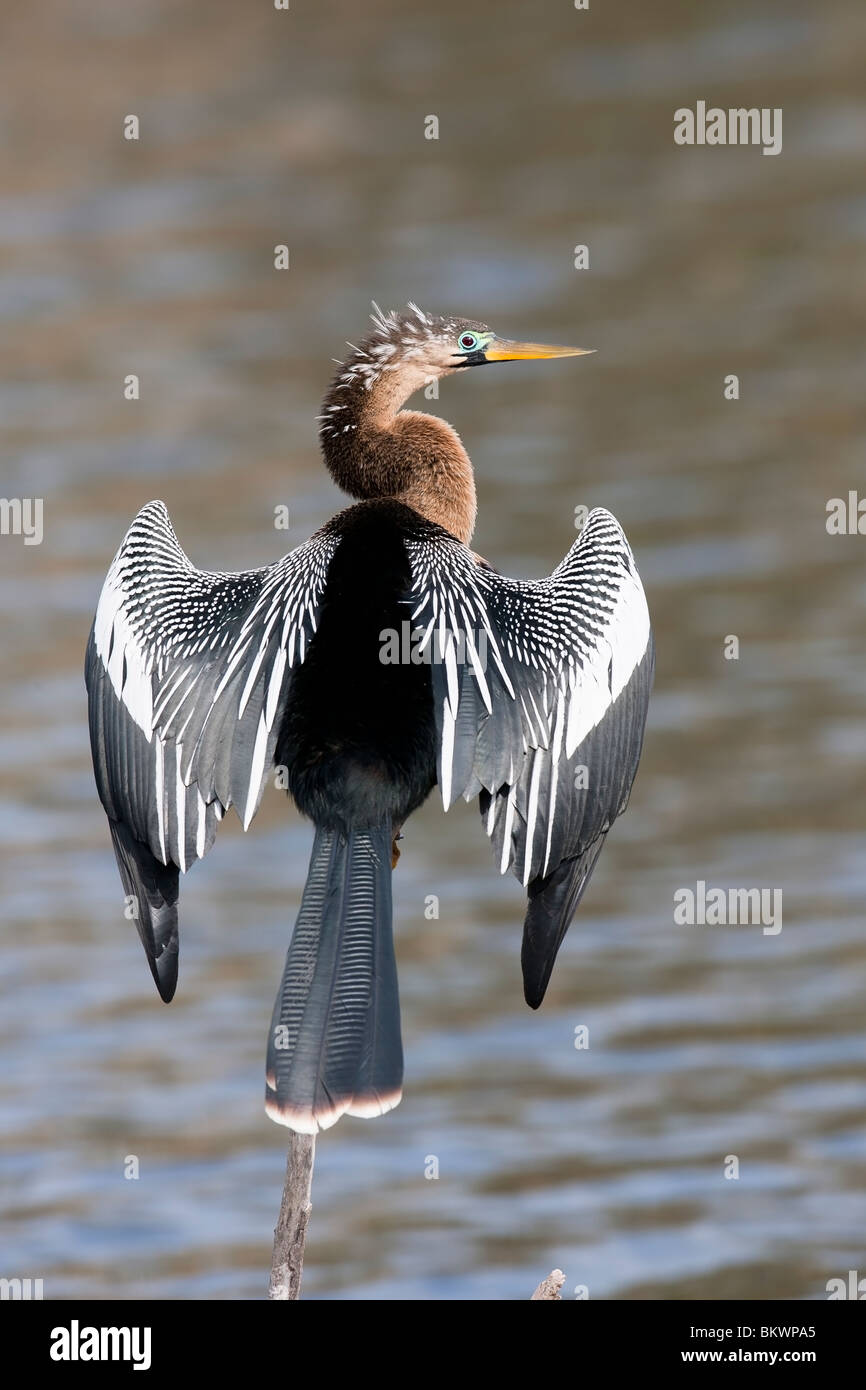 Anhinga (Anhinga anhinga leucogaster), female with spread wings Stock ...
