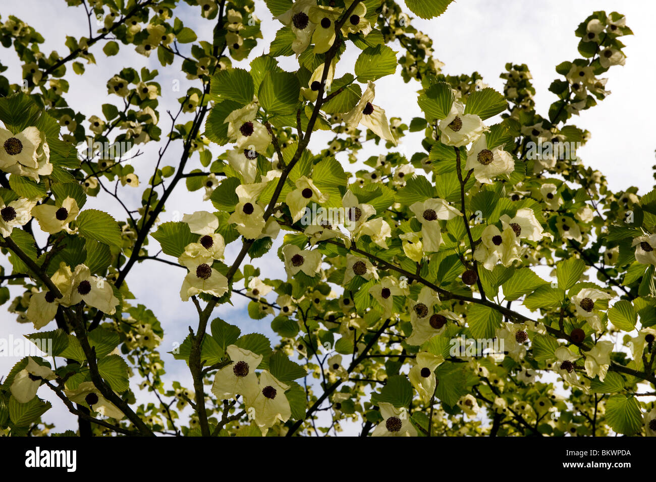 The handkerchief tree ( Davidia involucrata var. Vilmoriniana ) whose ...