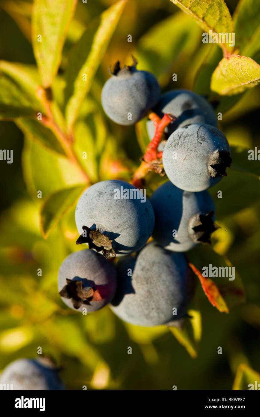 Lowbush blueberry hi-res stock photography and images - Alamy