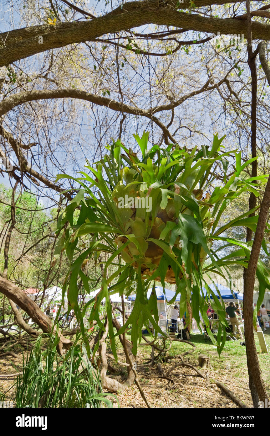 Kanapaha Gardens Spring Festival Gainesville Florida giant staghorn ...