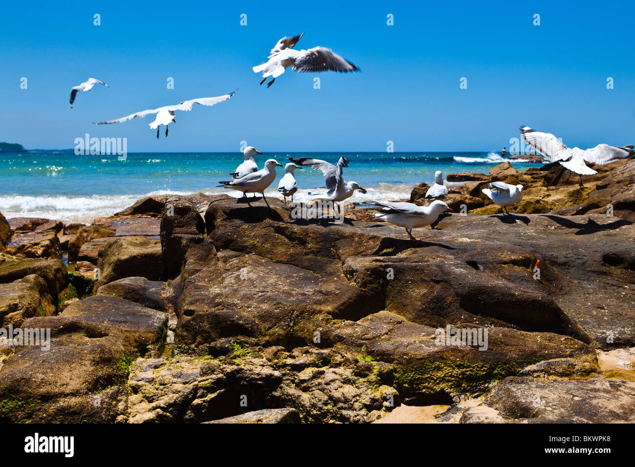 Seagulls on the rocks Stock Photo - Alamy