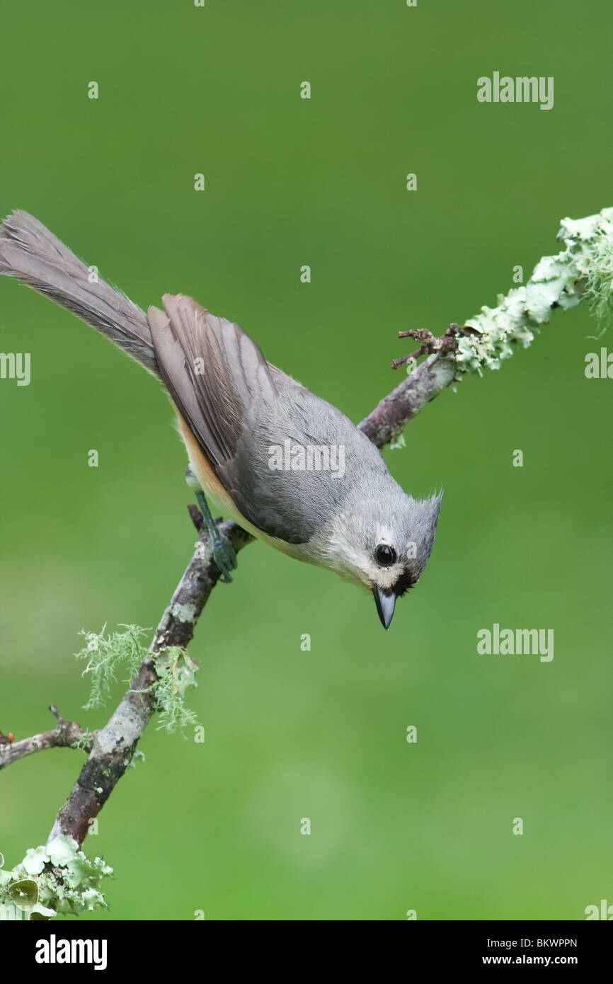 Titmouse Male High Resolution Stock Photography and Images - Alamy