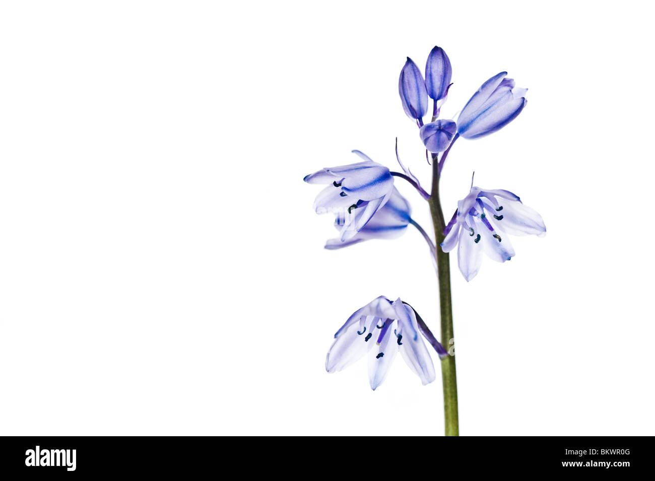 Punchy edited bluebell against a white background Stock Photo - Alamy